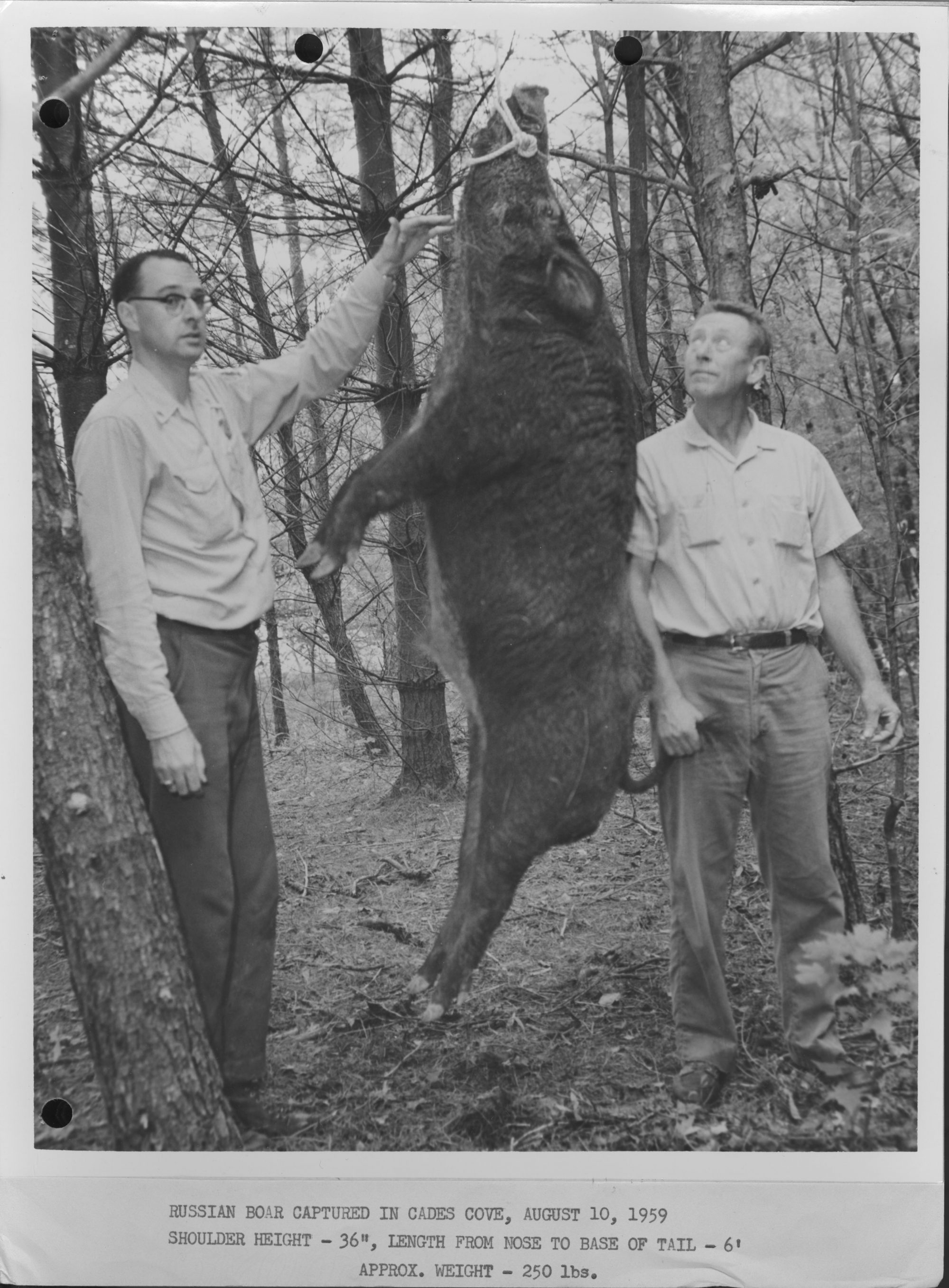 Russian Wild Boars at Great Smoky Mountains National Park – Pieces of ...